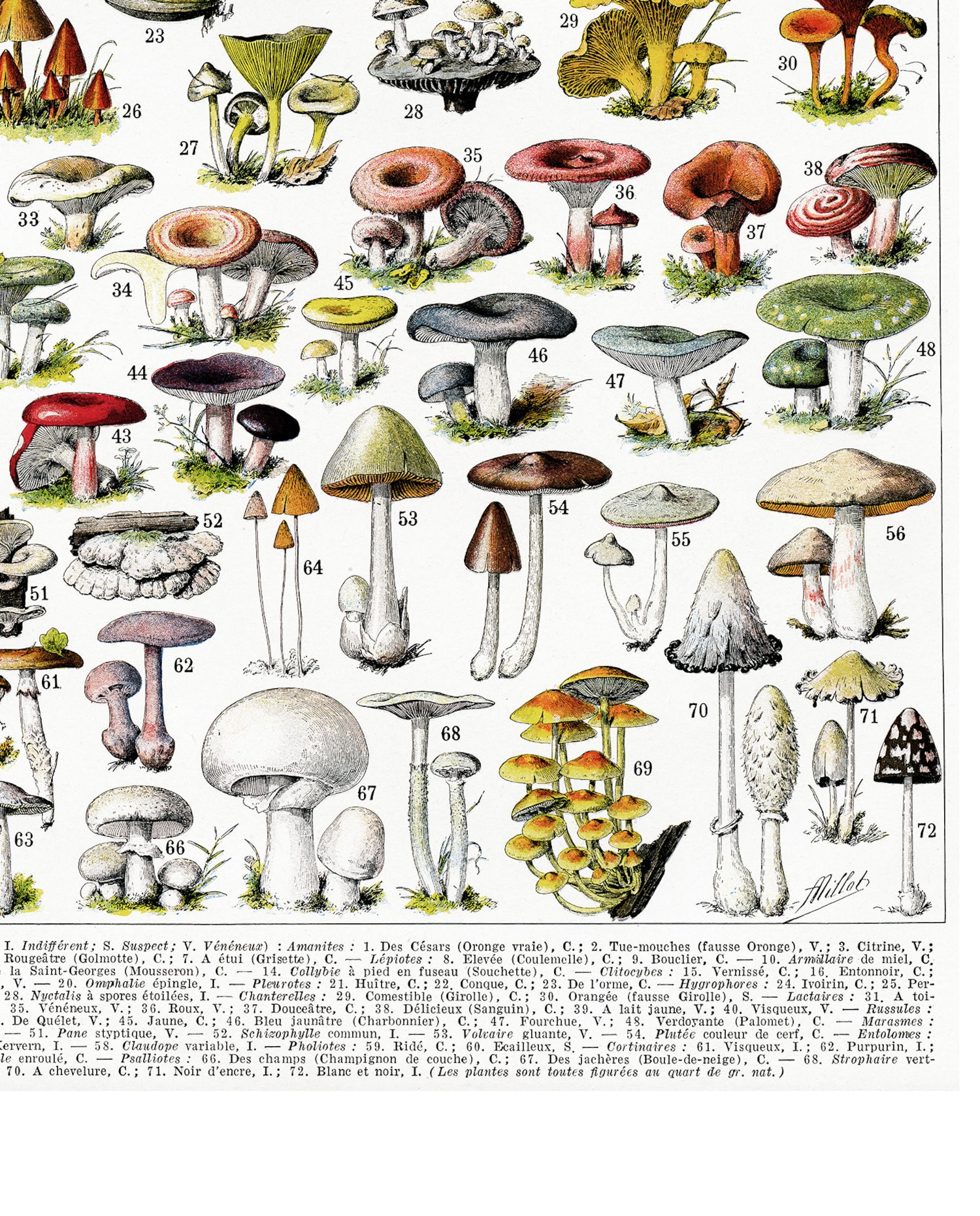 Large Format Mushroom Chart Poster Print for Cabincore Grandmillennial ...