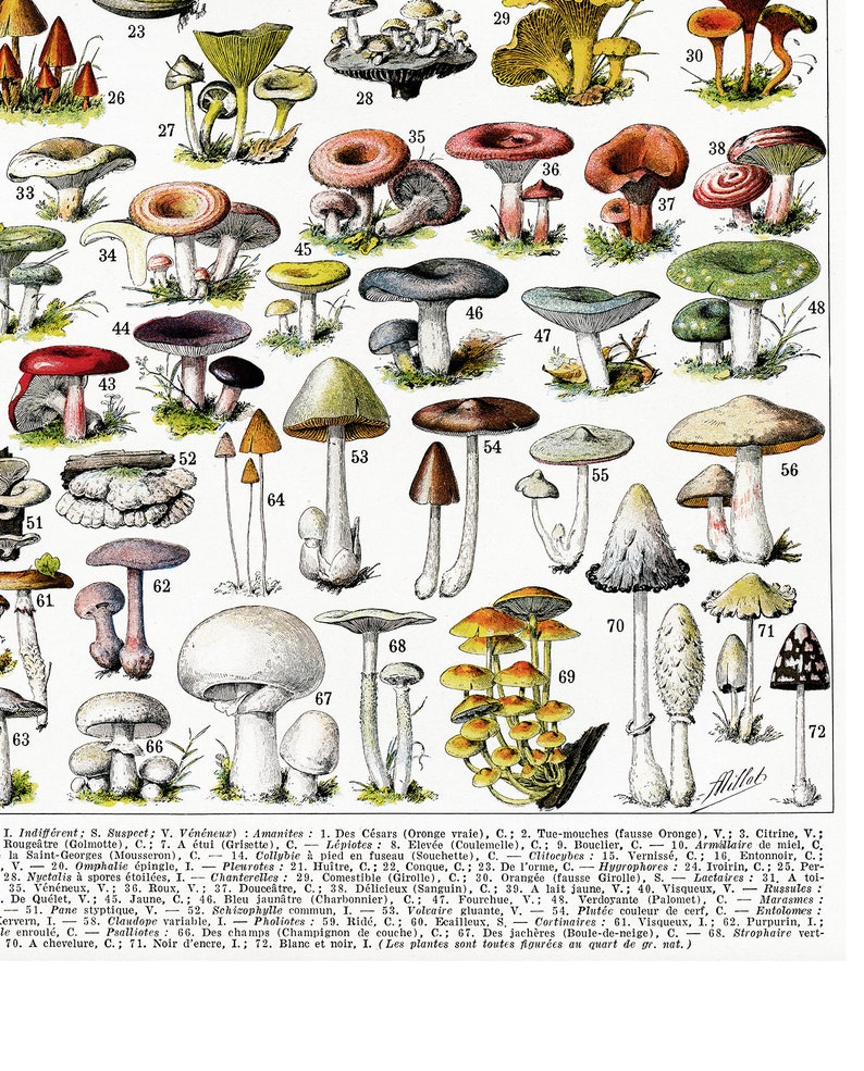 Large Format Mushroom Chart Poster Print for Cabincore Grandmillennial ...