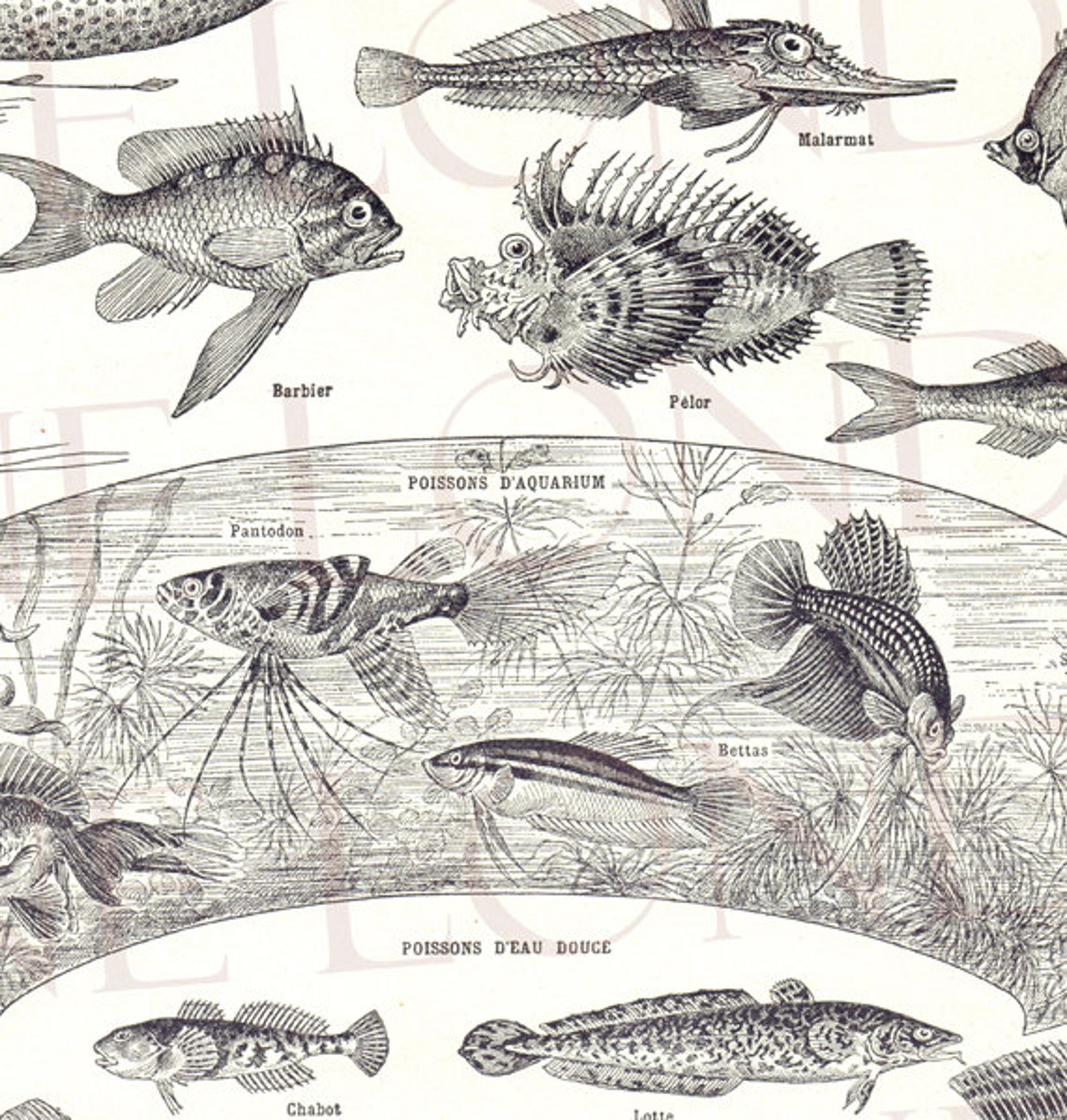ANTique 1948 Fish print Vintage Kitchen decor Beach art Fish | Etsy