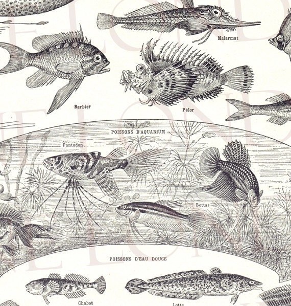 ANTique 1948 Fish print Vintage Kitchen decor Beach art Fish | Etsy