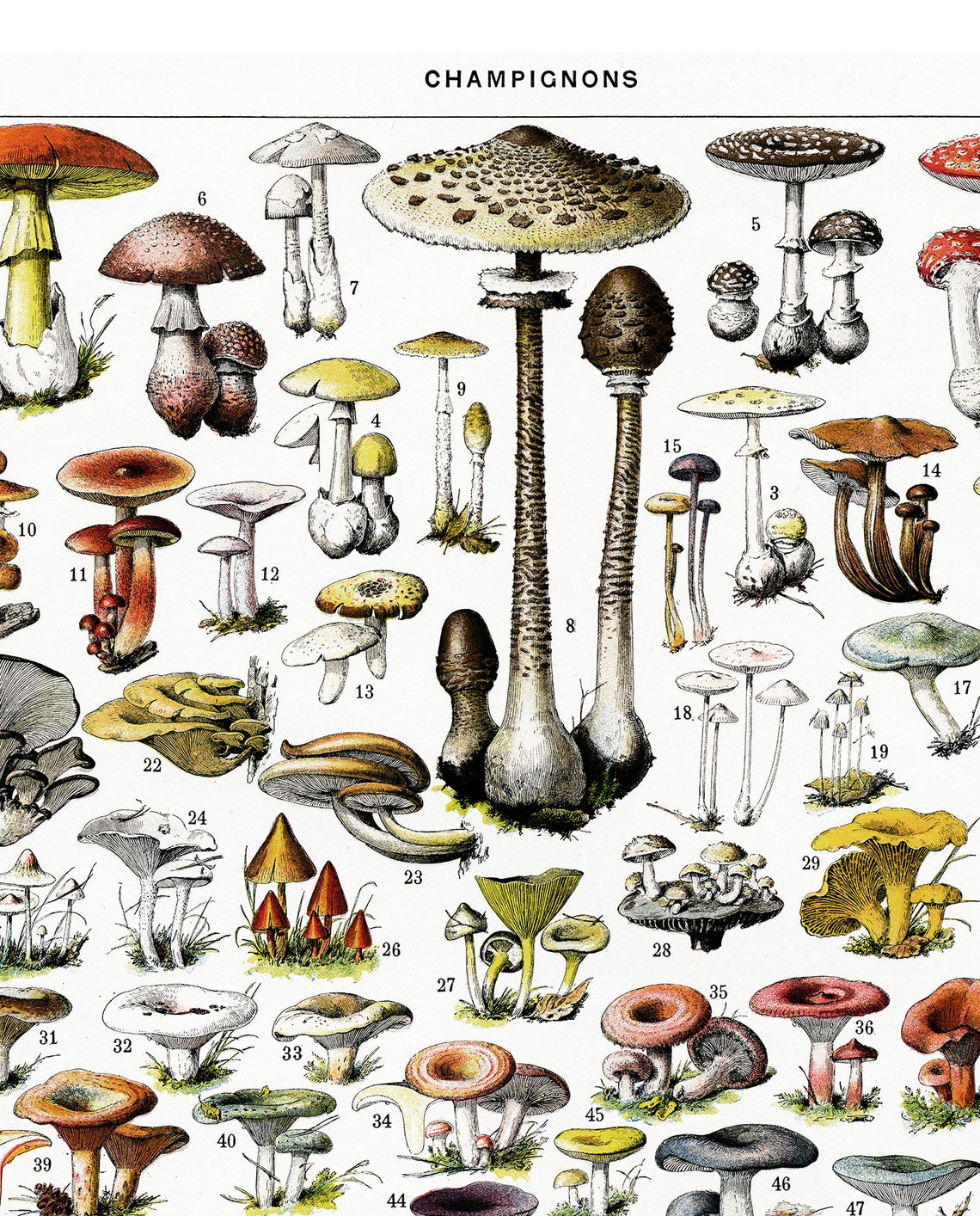 Large Format Mushroom Chart Poster Print for Cabincore Grandmillennial ...