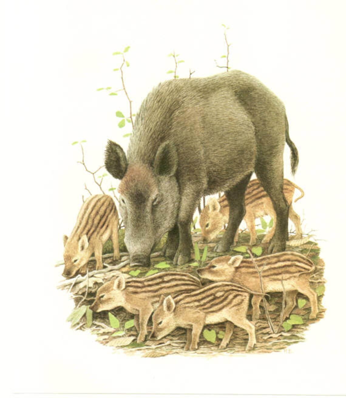 Wild Boar Art 1970 Vintage Boar Piglets Print Woodland | Etsy