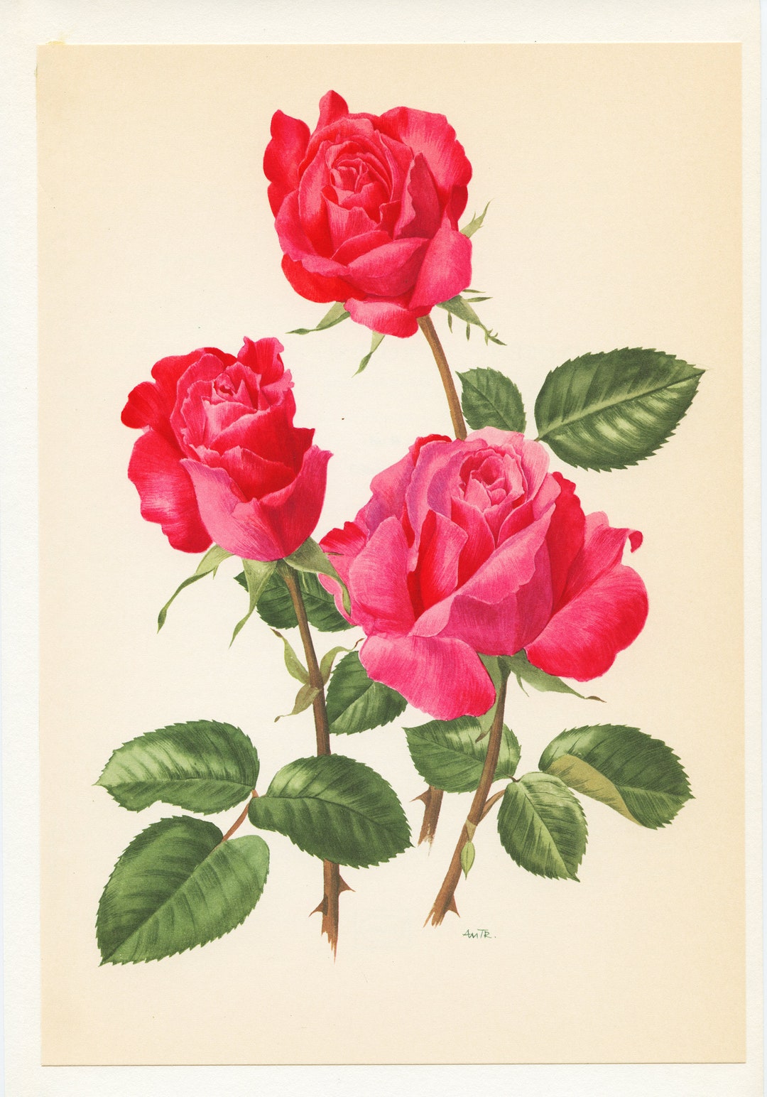 Dark Pink Roses Botanical Art 1962. Vintage Cassin Rose Botanical Print ...