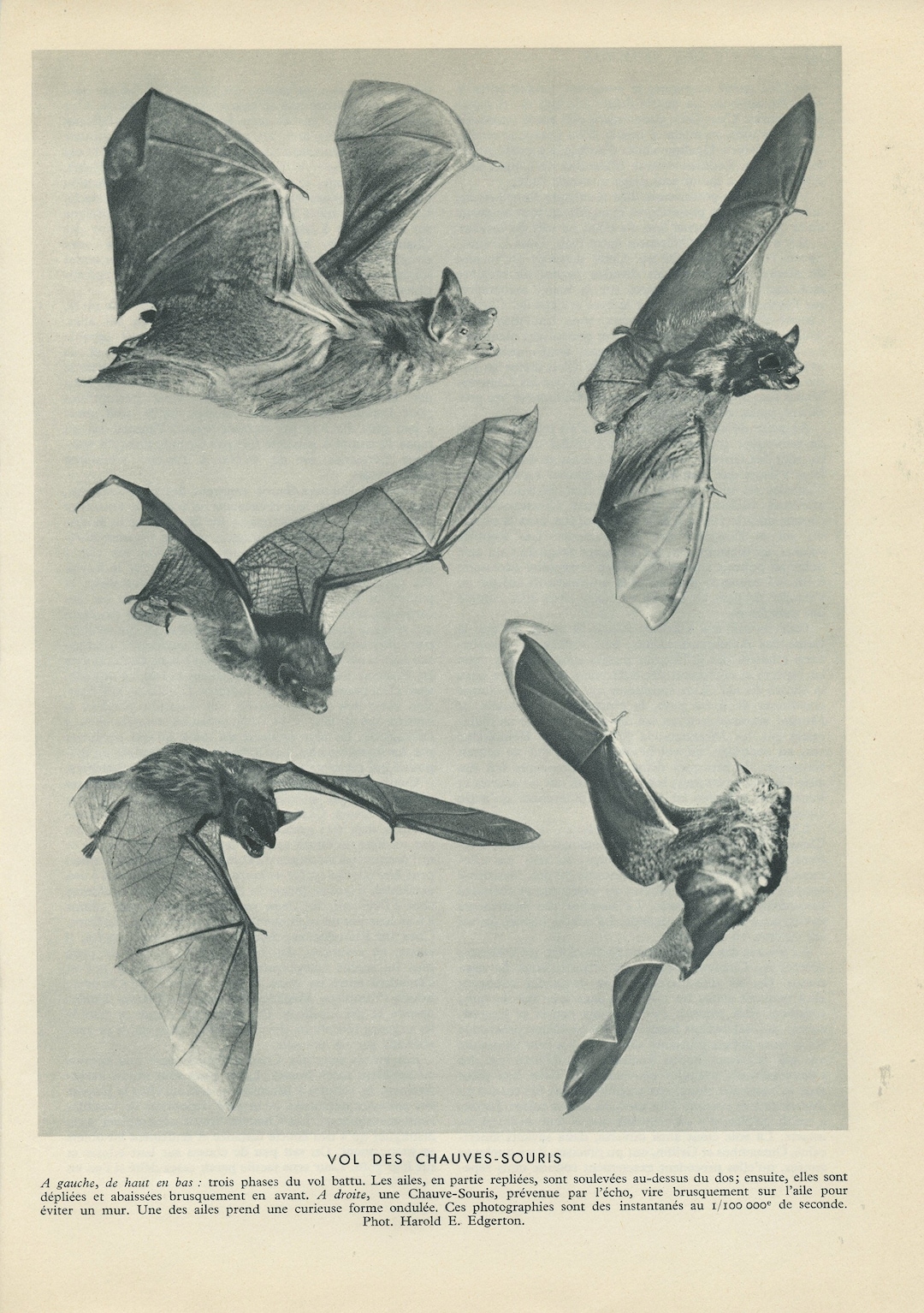 1949 Bats Flight Print. Old Science Poster. Bat Poster. Vintage Black ...