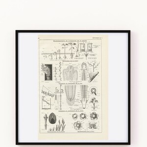 Botanical Plants Poster From 1938. Vintage Botanical Art Natural ...
