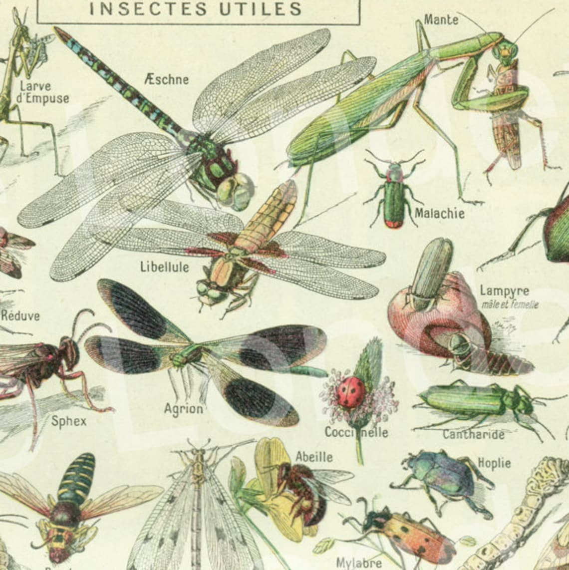 Insects art 1922 Vintage Old insects print bugs art Biology | Etsy