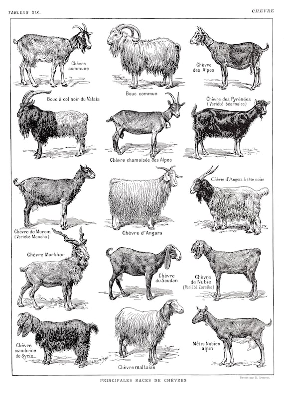 Black And White Goat Breeds