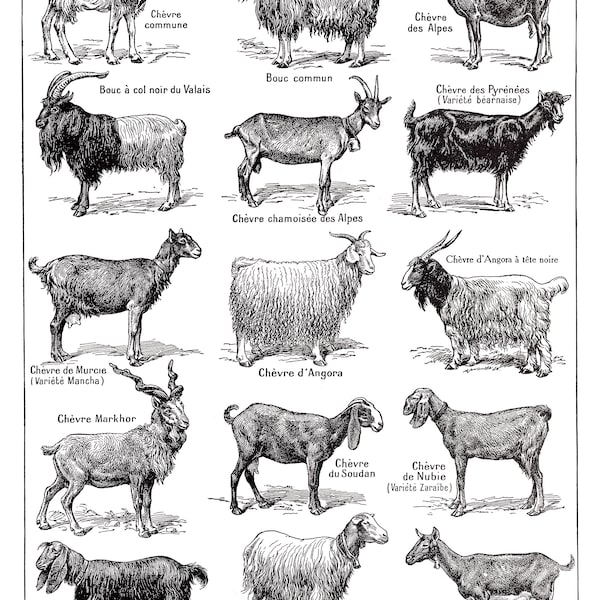 Goat Poster - Etsy