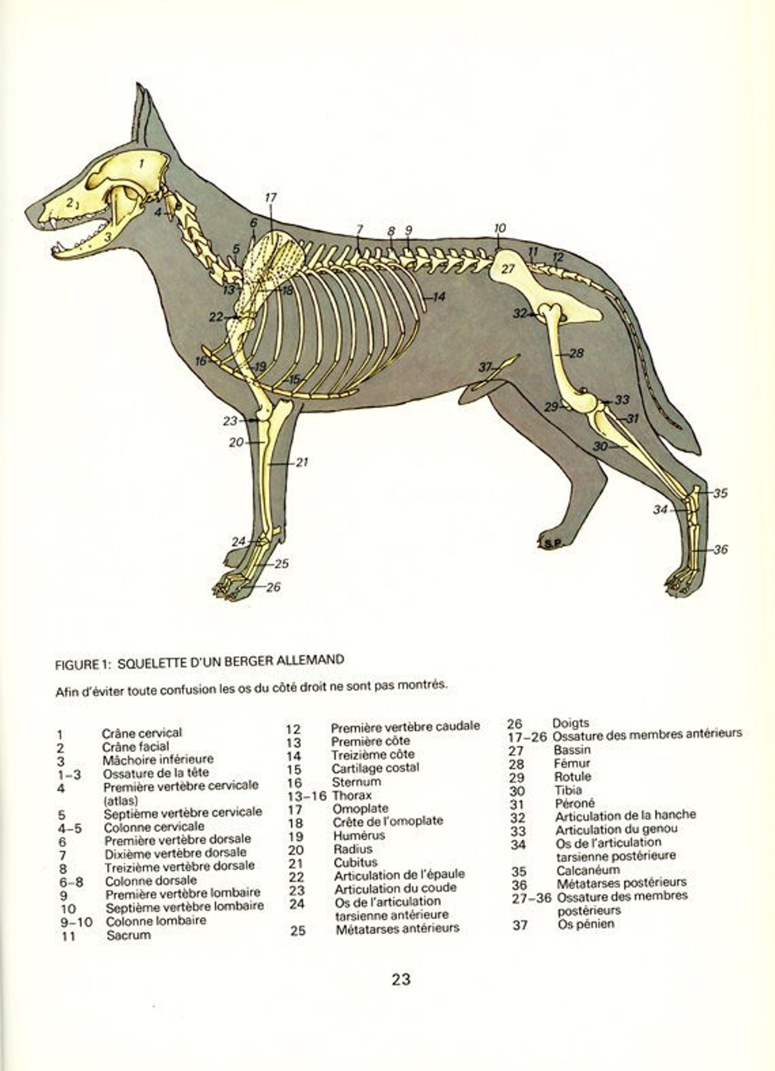 1975 Vintage Dog Skeleton Poster Dog Anatomy Poster Dog Skeleton Print ...
