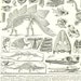 Paleontology Print 1936 Vintage Fossils Gift Dinosaur Decor Boys Room ...