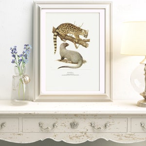 1970 Mongoose + Genet Print. Small Vintage Woodland Animal Poster ...