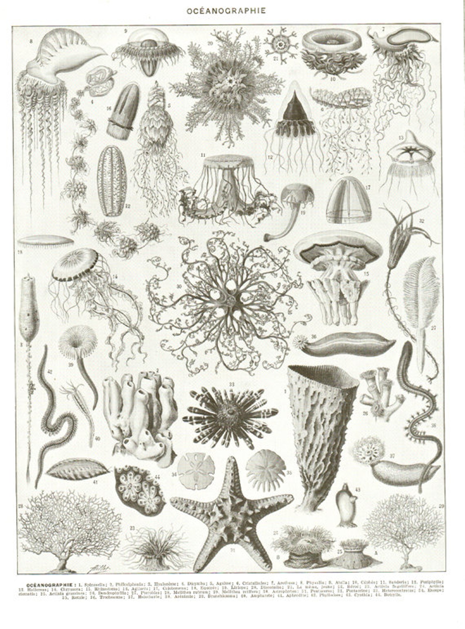 1936 Vintage Sea Poster Oceanography Poster Marine Poster - Etsy