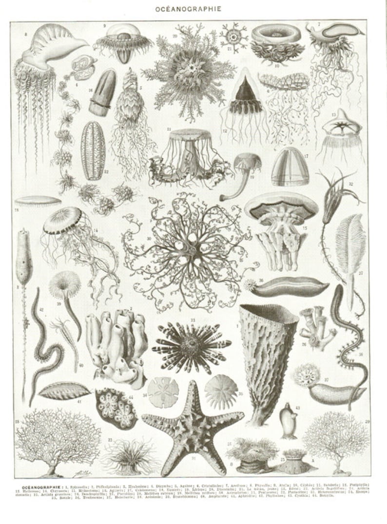 1936 Vintage Sea Poster Oceanography Poster Marine Poster - Etsy