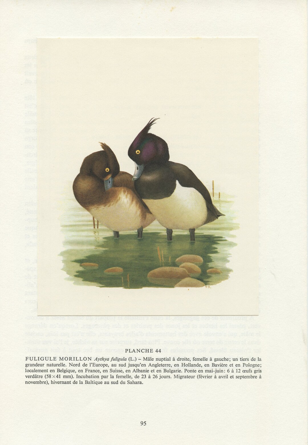 1962 Vintage Tufted Duck Print Aythya Fuligula Waterbird Animal Poster ...