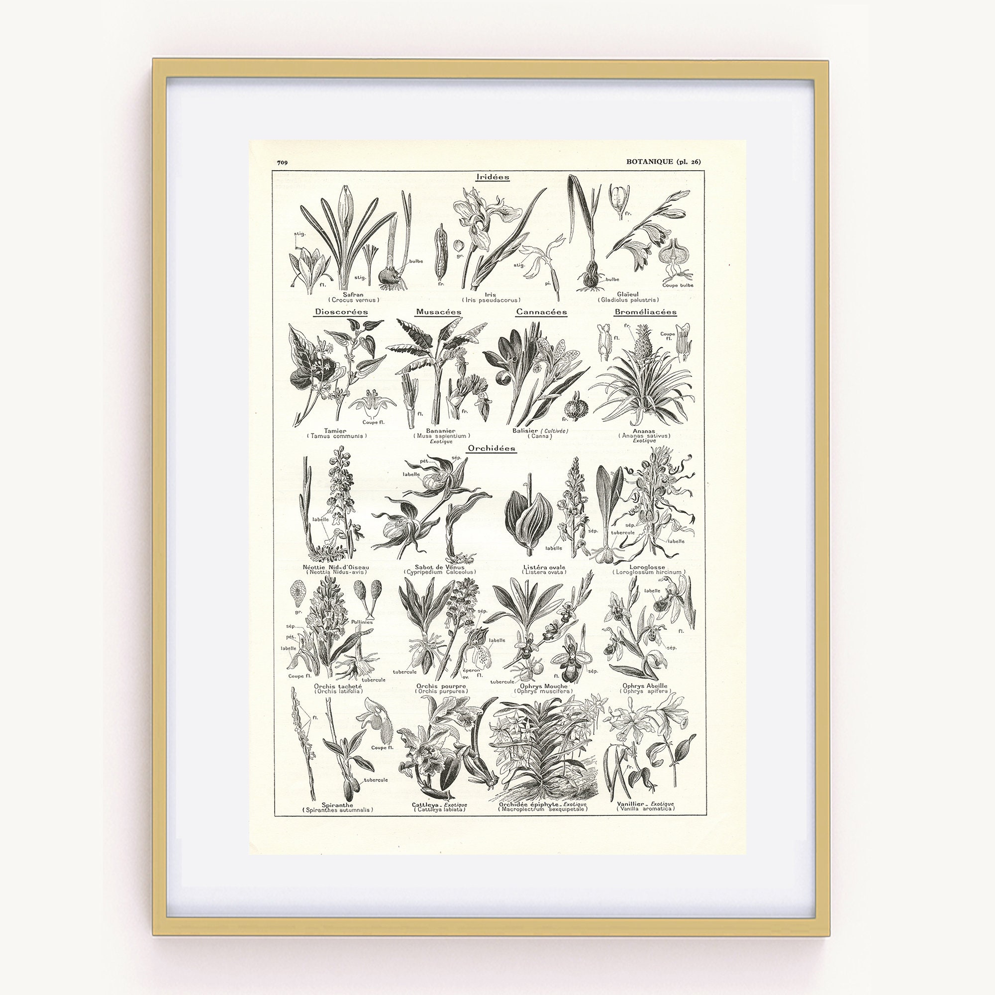 1938 Scientific Botanical Plants Poster. Antique Orchids Botanical Art ...