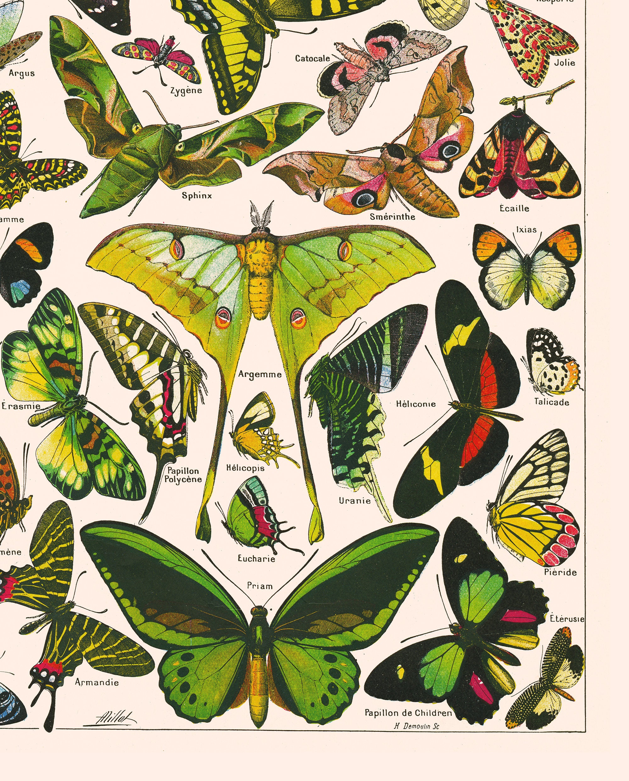 Vintage Butterfly Chart