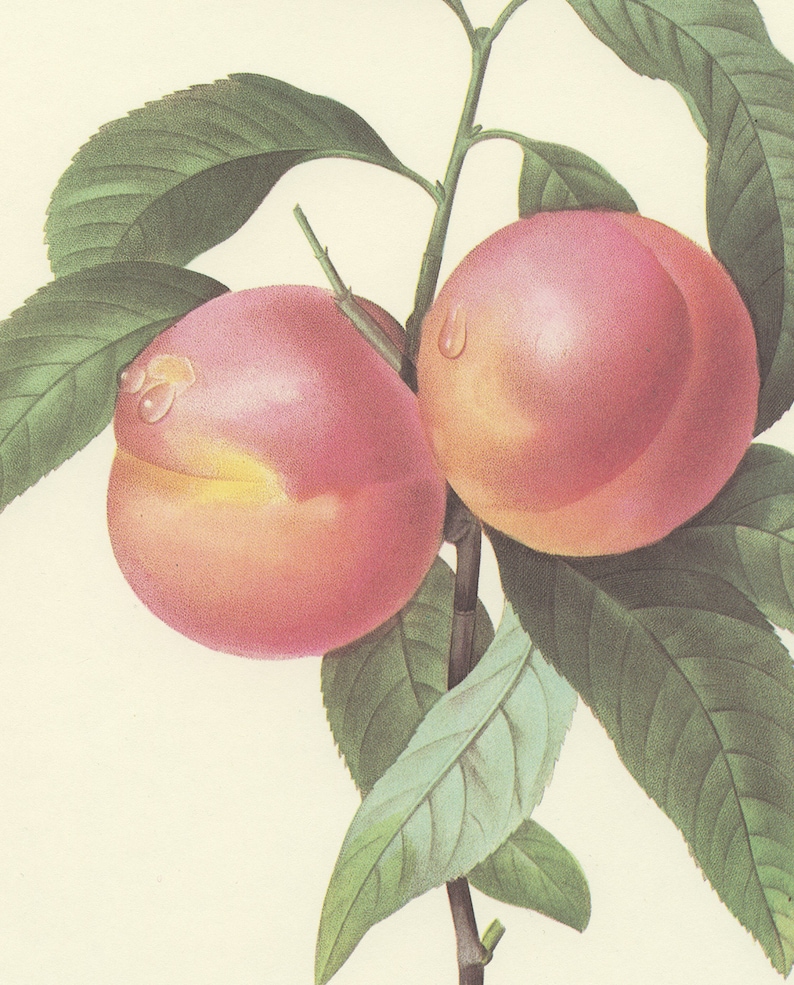 Smooth Peach Tree Redouté Botanical Print. 1986 Vintage - Etsy