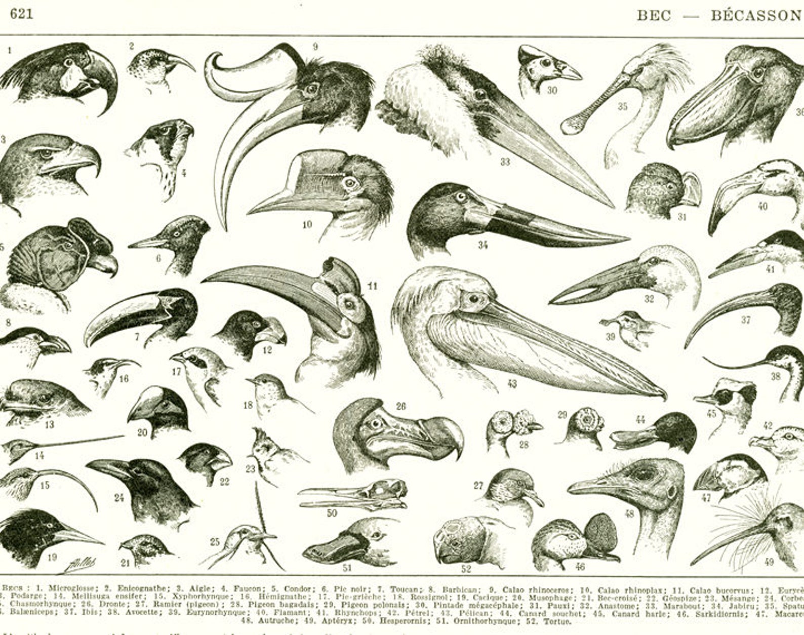 Bird Beaks Poster From 1936 Vintage Bird Print Antique Bird | Etsy