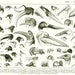 Bird Beaks Poster From 1936 Vintage Bird Print Antique Bird - Etsy