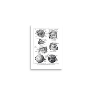 Large Eye Anatomy Poster for Medical Office Wall Decor. Gift for Doctor ...