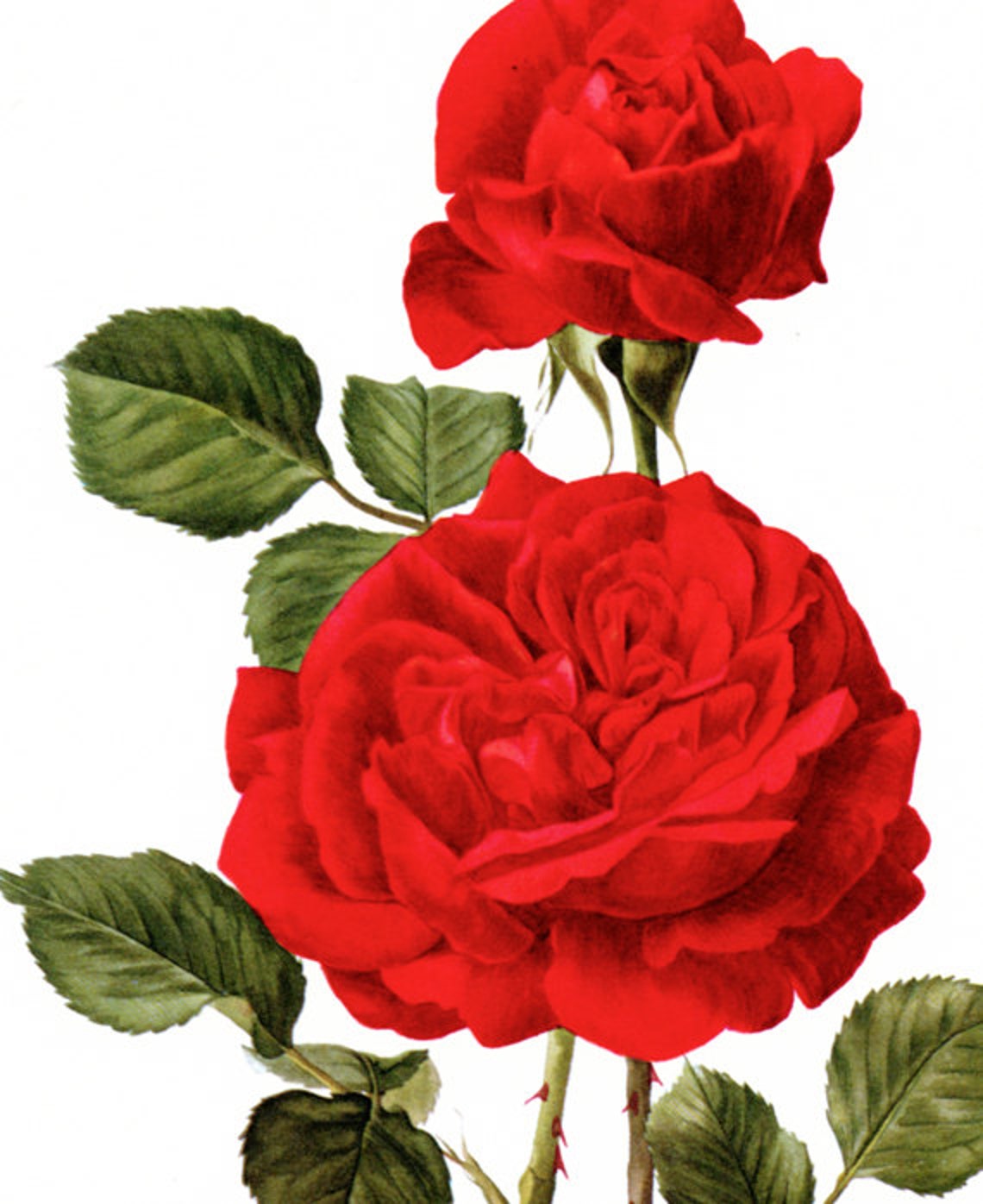 Red Roses Art 1962 Vintage Botanical Art Champs Elysees - Etsy
