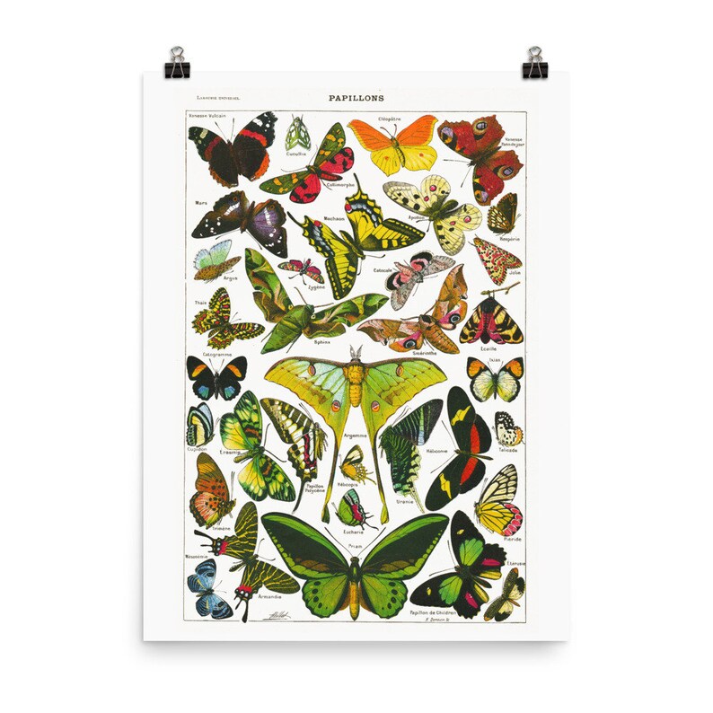 Large Butterfly Chart Poster. Butterflies & Moths Natural - Etsy