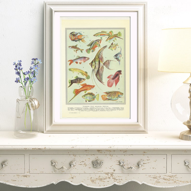 1949 Tropical Aquarium Fish Print. Antique Fish Poster. Small Marine ...