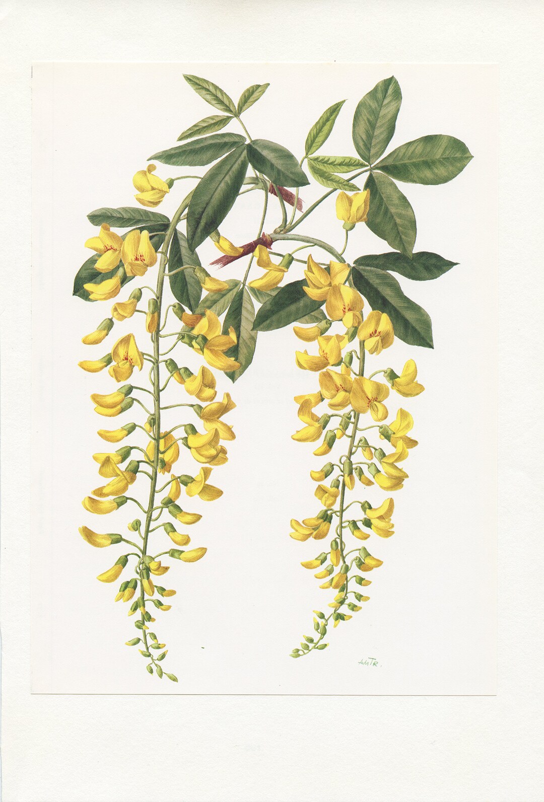 Yellow Laburnum Vintage Botanical Print From 1970. Golden Chain Tree ...
