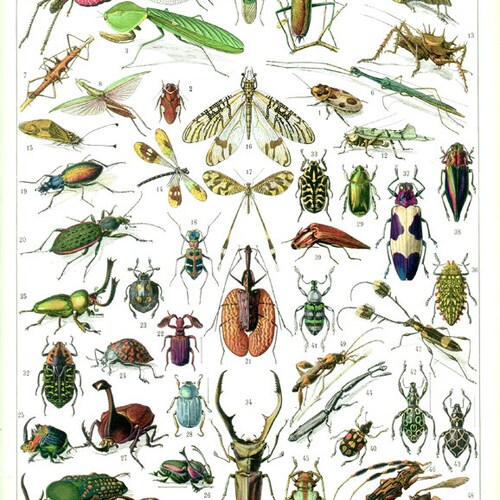 Insects Print 1936 Vintage Vintage Insect Art Antique Insect - Etsy