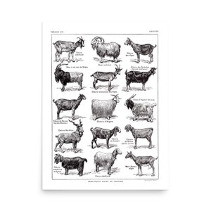 Goats Breeds Chart Poster. Black and White Animal Print. - Etsy