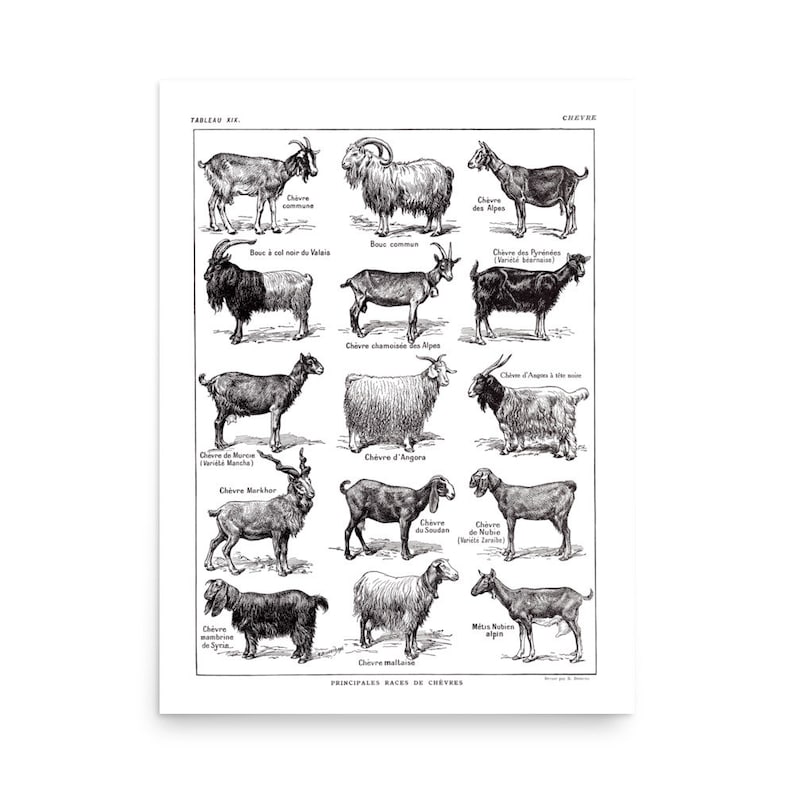 Goats Breeds Chart Poster for Modern Farmhouse Animal Wall Decor. Black ...
