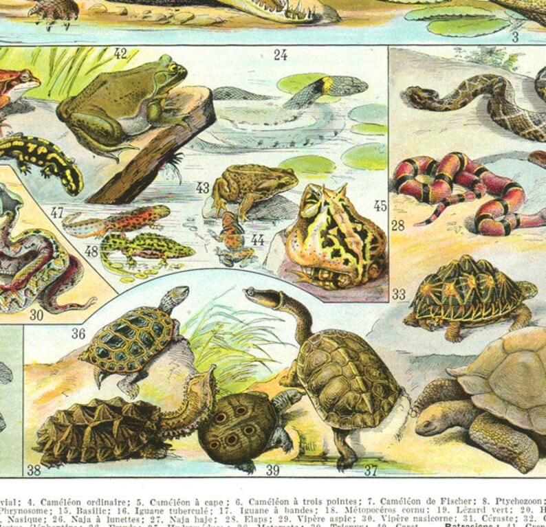 1936 Vintage Reptile Poster Vintage Snake Art Reptile Print - Etsy