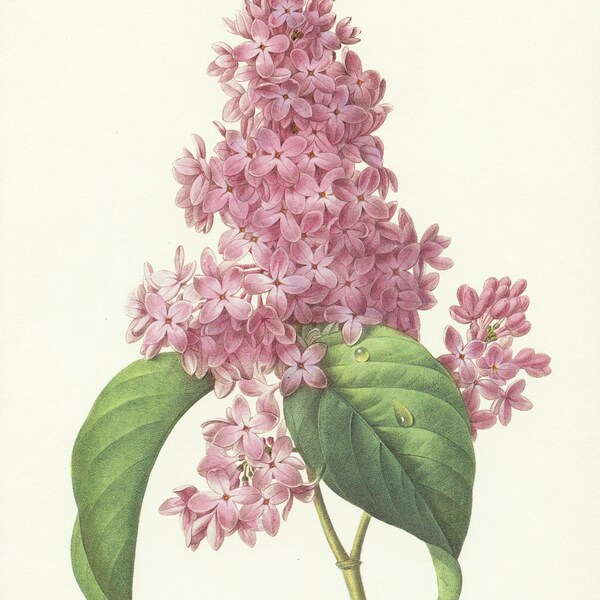 Lilac Botanical Art - Etsy