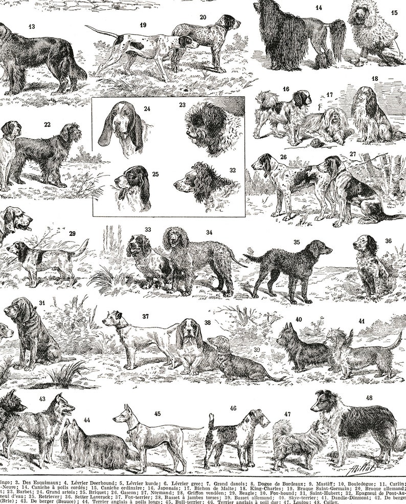 Extra Large Dog Wall Art Giclee Reprint for Dog Lover Gift. | Etsy