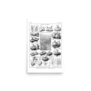 Large Onion Vegetable Poster Heirloom Varieties. Vintage Grannycore ...