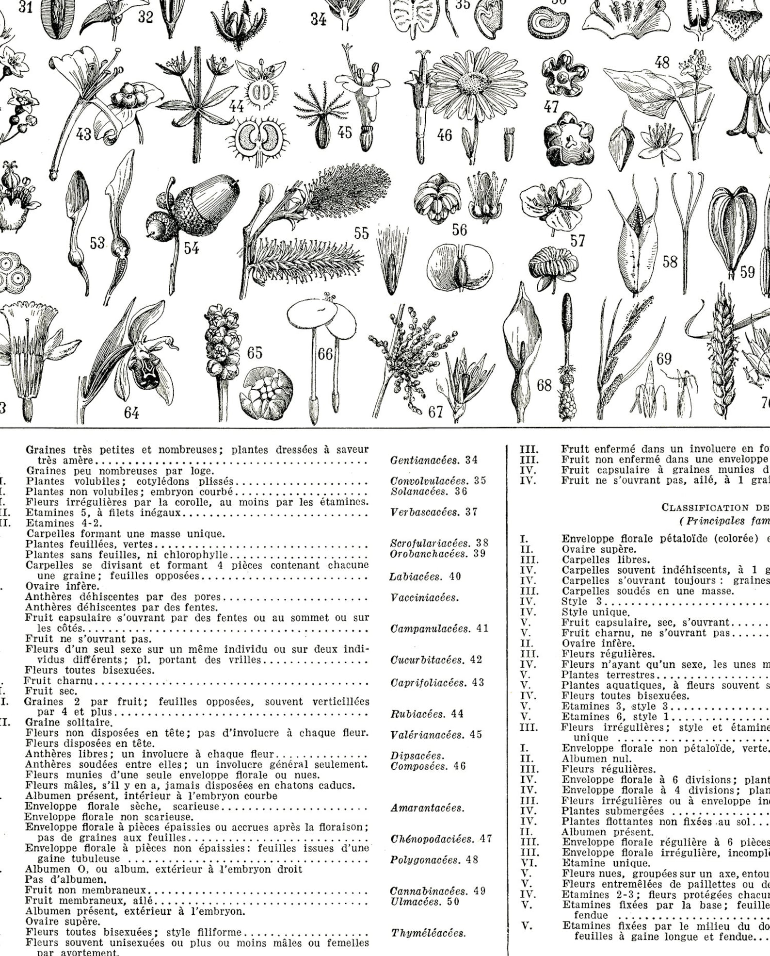 Large Plants Chart Botanical Art Poster Retro Botanics For Etsy large-plants-chart-botanical-art-poster-retro-botanics-for-etsy