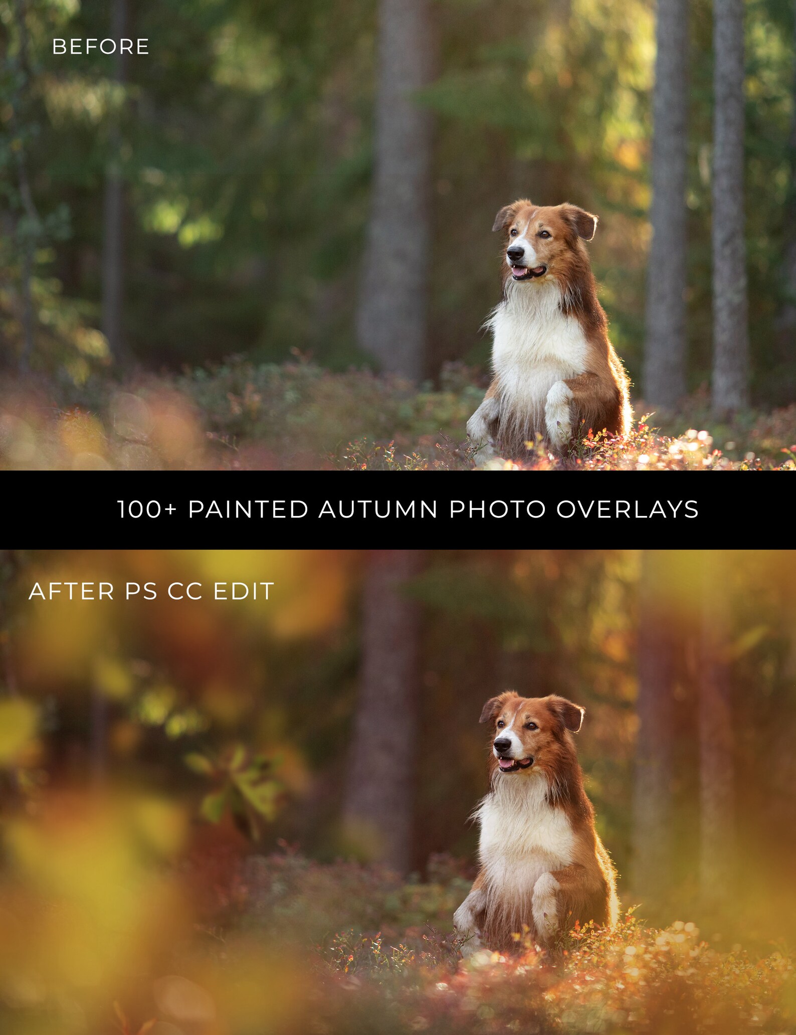 100 Painted Autumn Photo Overlays Fall Digital Backdrop - Etsy