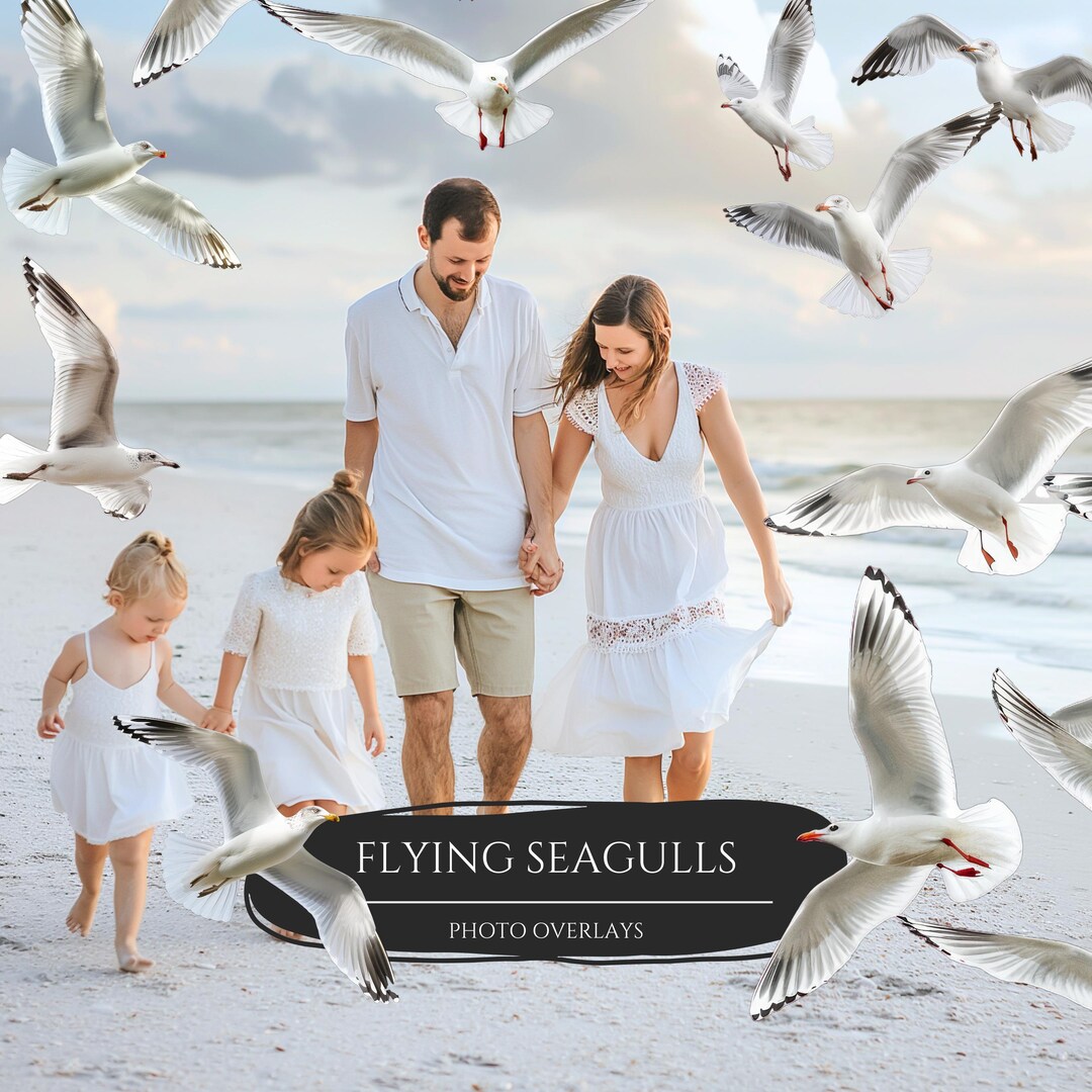 Flying Seagulls Photo Overlay PNG Transparent Clipart for Composite ...