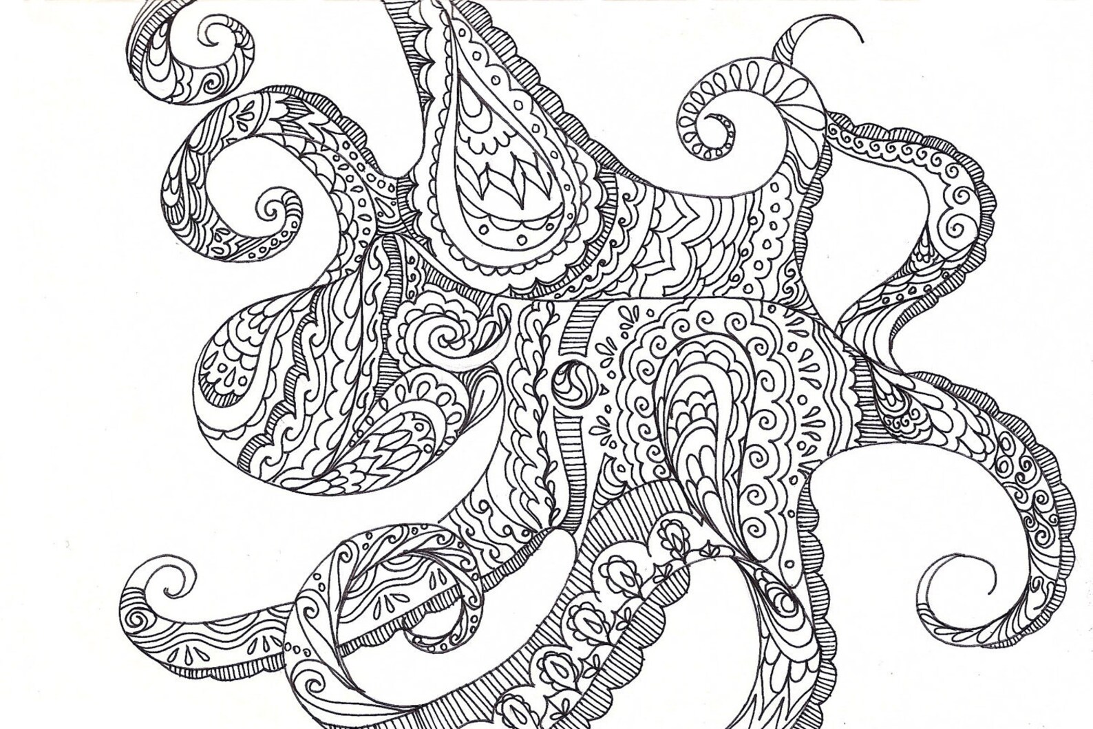 Octopus Drawing - A Suitable Cephalopod - Fine Art Print of 6"x4" Black ...