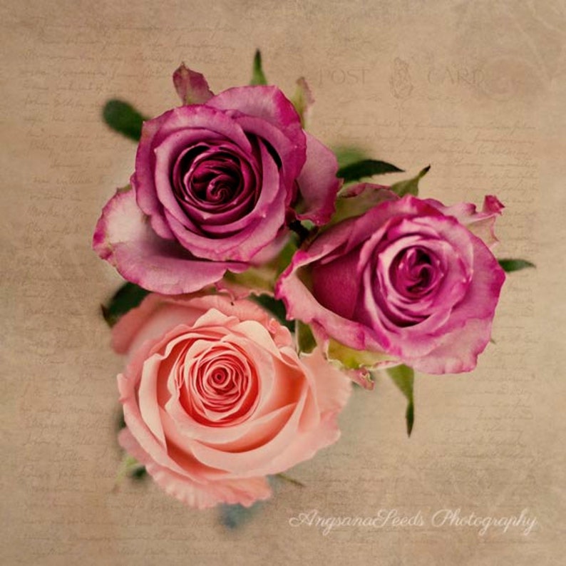 Roses Photo Purple Roses Print Champagne Roses Image Three Roses Photo ...