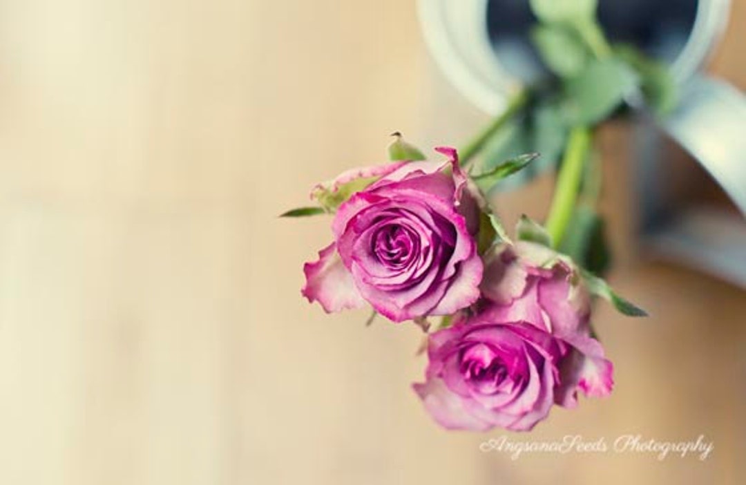 Purple Rose Photo Two Roses Photo Lavender Spring Cottage Chic Flora ...