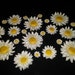 12 Edible DAISY DAISIES / Variety Sizes / Gum Paste / Fondant Flowers ...