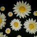 12 Edible DAISY DAISIES / Variety Sizes / Gum Paste / Fondant Flowers ...