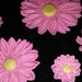 36 Edible DAISY DAISIES / Gum Paste / Variety Size / Fondant Flowers ...