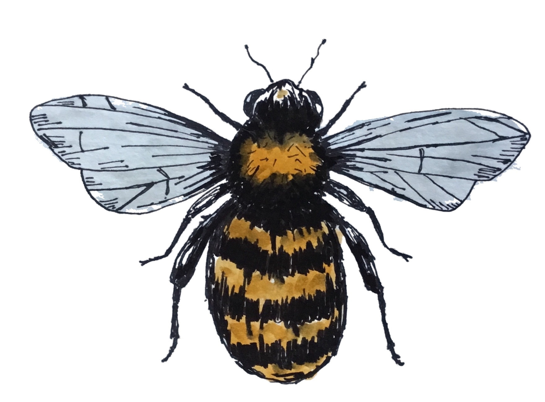 Bee, Png File, Transparent Png File, Bumblebee, Png, Digital Art ...
