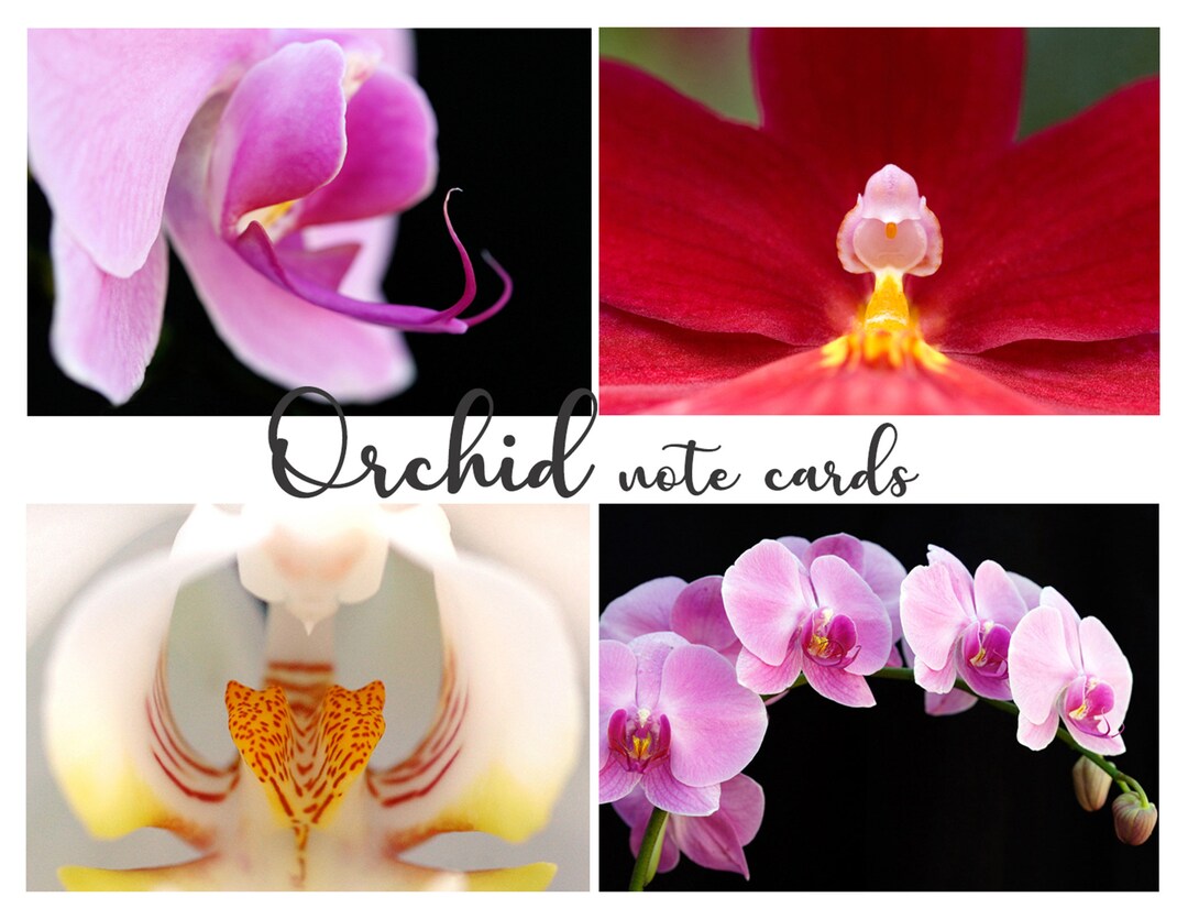 Orchid Flower Photography Art Note Cards - Etsy