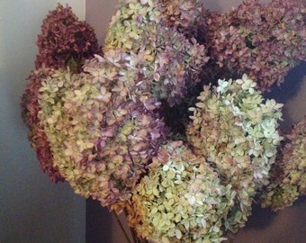 Dried hydrangeas | Etsy