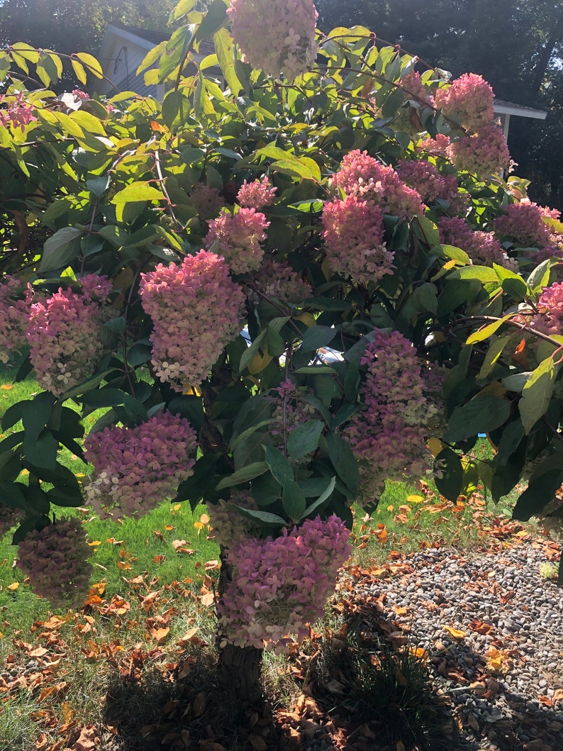 Dried hydrangea flowers | Etsy