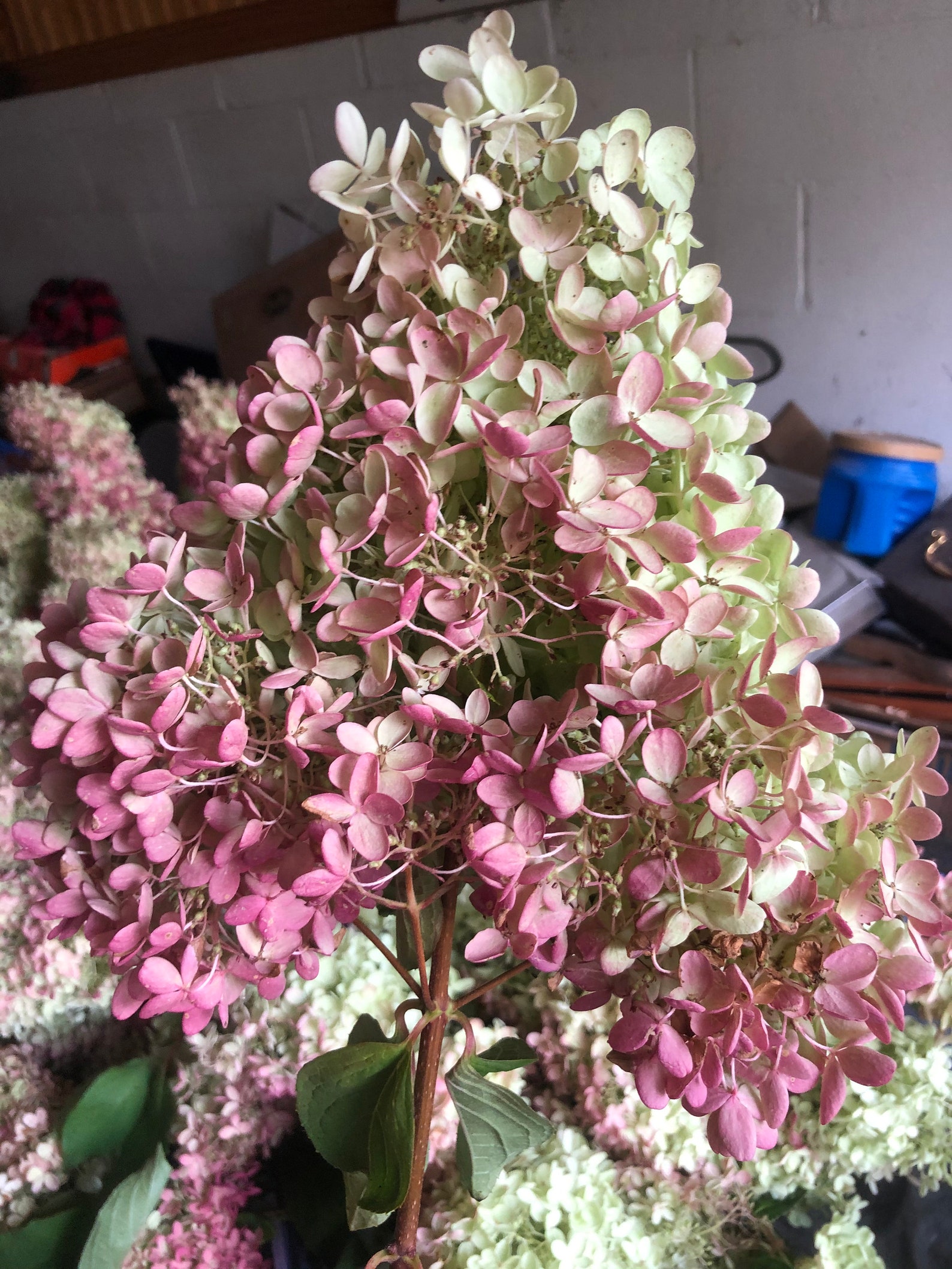 Dried hydrangea flowers | Etsy
