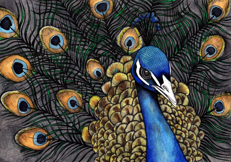 A4 Art Print Peacock | Etsy